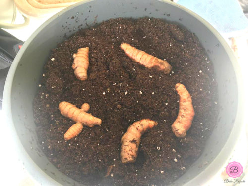 Grow Turmeric Plant Indoors in a Pot - Step by Step Pictures – Babs ...